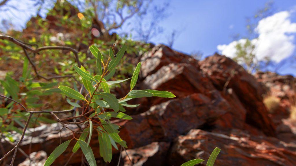 News - PKKP Aboriginal Corporation