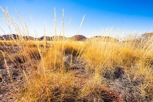 Our Team - PKKP Aboriginal Corporation